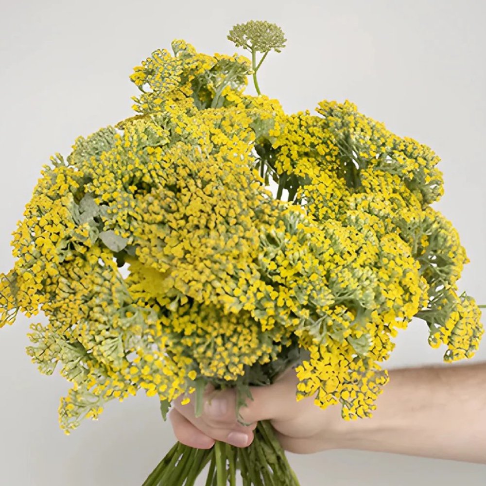 FRESH 500 Yellow Achillea Millefolium Seeds - Hardy Perennial Yarrow ...