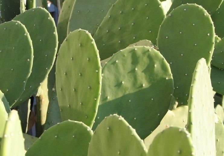 4 Spineless Tiger Tongue Prickly Pear Cactus Hardy & EASY To GROW ...