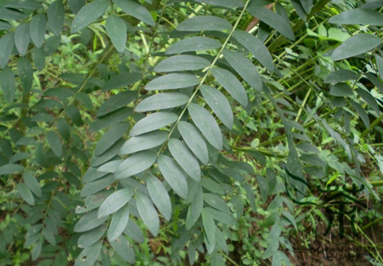 Sophora Flavescens, Shrubby Sophora Seed 1000 PCS, Bitter Ginseng Ku Shen