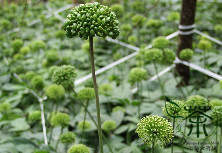 Panax Notoginseng, Tienchi Ginseng Seed 200 PCS, Sanchi Sanqi