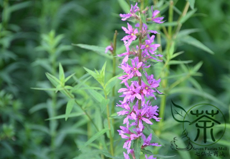 Lythrum Salicaria, Purple Loosestrife Seed 3000 PCS, Spiked Loosestrife ...