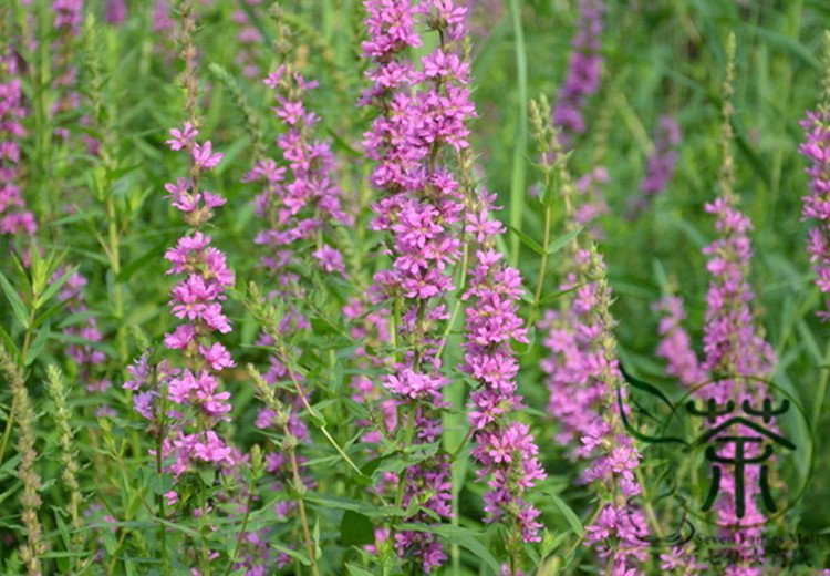 Lythrum Salicaria, Purple Loosestrife Seed 3000 PCS, Spiked Loosestrife ...