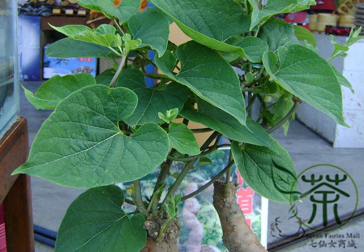 Fallopia Multiflora, Chinese Knotweed Seed 1000 PCS, Reynoutria ...