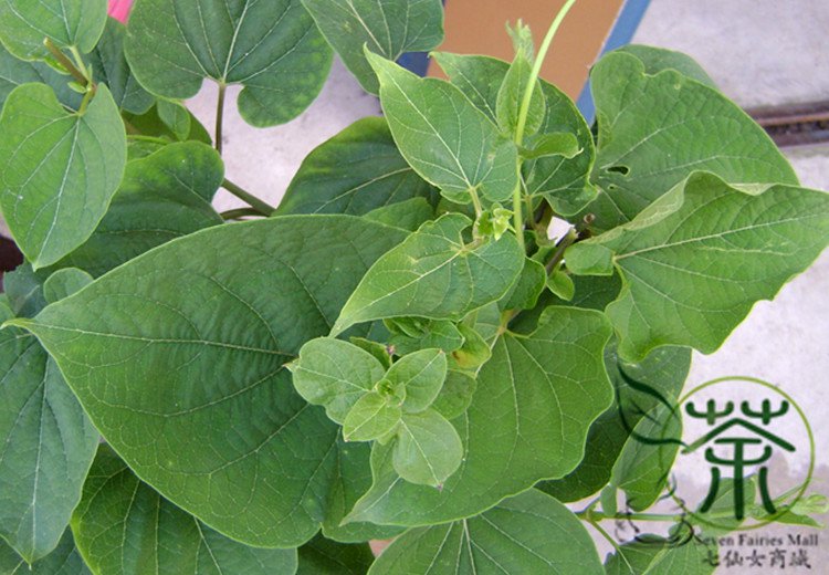 Fallopia Multiflora, Chinese Knotweed Seed 1000 PCS, Reynoutria ...