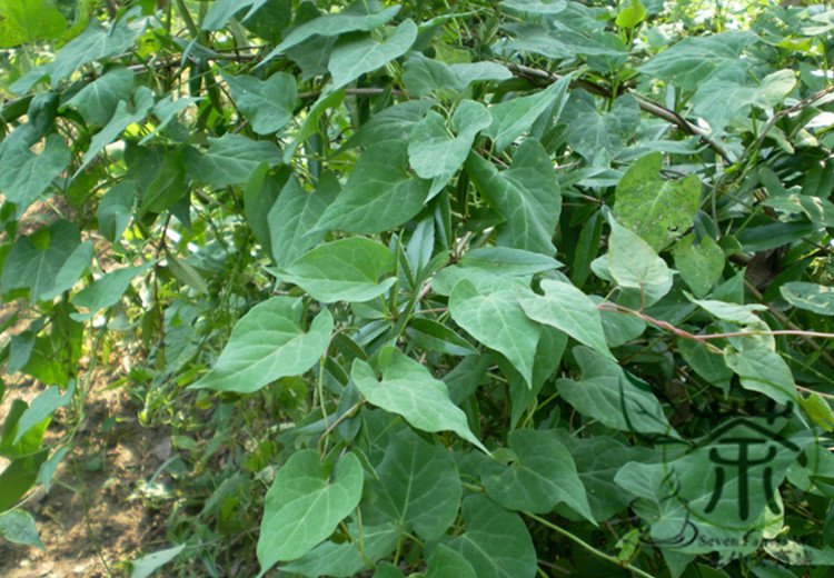 Fallopia Multiflora, Chinese Knotweed Seed 1000 PCS, Reynoutria ...