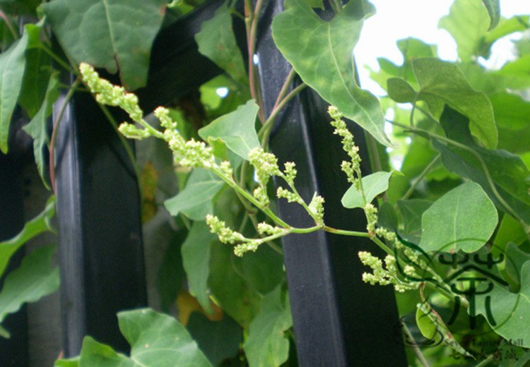 Fallopia Multiflora, Chinese Knotweed Seed 1000 PCS, Reynoutria ...