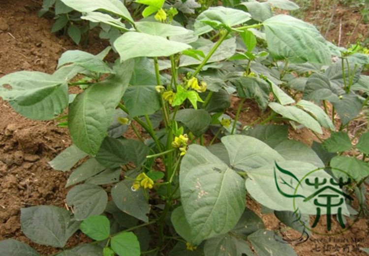 Mung Bean, Vigna Radiata Seed 500 PCS, Green Gram Lvdou