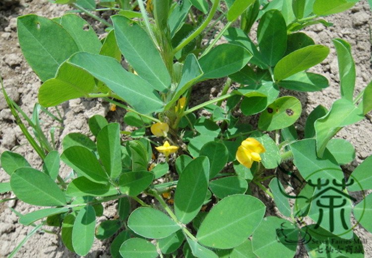 Chinese Groundnut, Arachis Hypogaea Seed 200 PCS, White Peanut Bai Hua ...