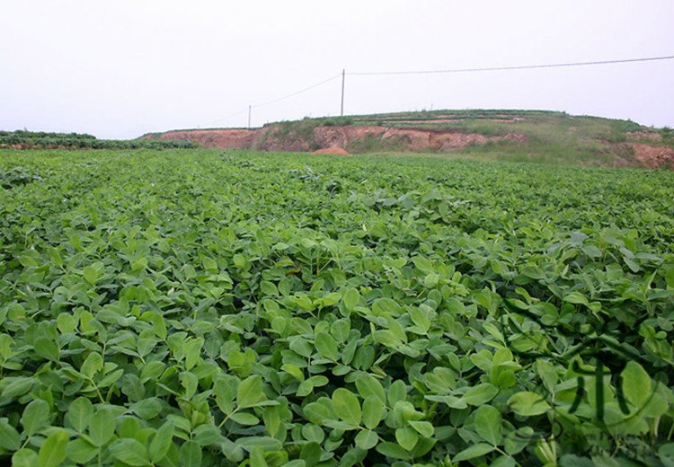 Chinese Groundnut, Arachis Hypogaea Seed 200 PCS, White Peanut Bai Hua ...