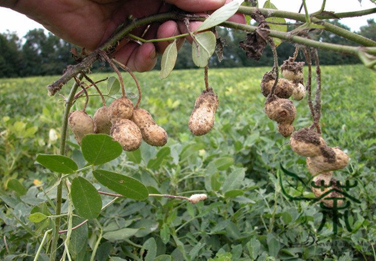 Chinese Groundnut, Arachis Hypogaea Seed 200 PCS, White Peanut Bai Hua ...