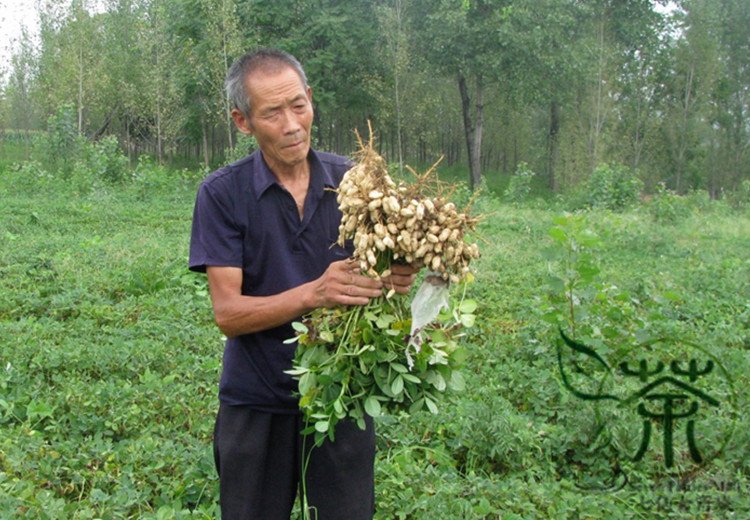 Chinese Groundnut, Arachis Hypogaea Seed 200 PCS, White Peanut Bai Hua ...