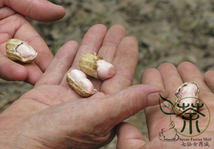 Chinese Groundnut, Arachis Hypogaea Seed 200 PCS, White Peanut Bai Hua ...