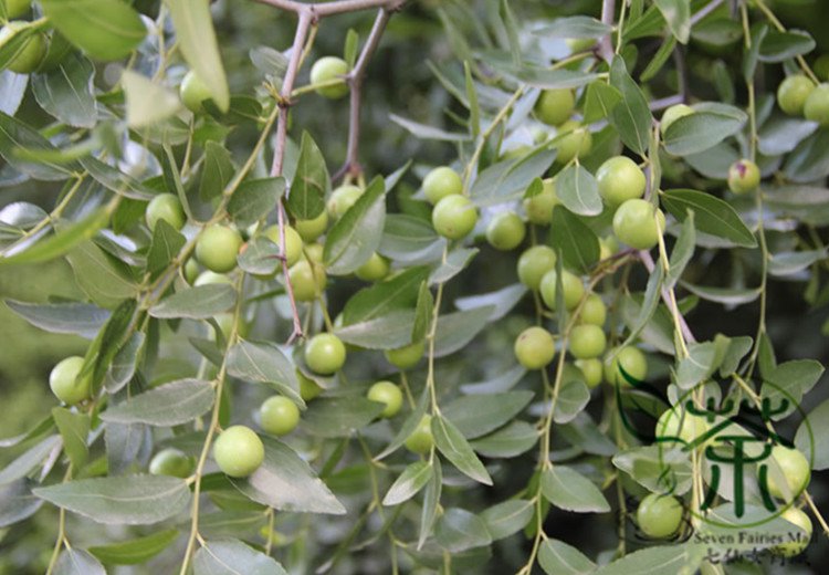 Ziziphus Jujuba, Chinese Date Seed 200 PCS, Red Date Nan Suan Zao
