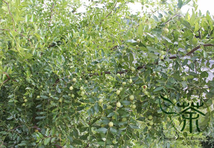 Ziziphus Jujuba, Chinese Date Seed 200 PCS, Red Date Nan Suan Zao