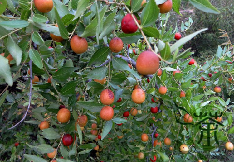 Ziziphus Jujuba, Chinese Date Seed 200 PCS, Red Date Nan Suan Zao
