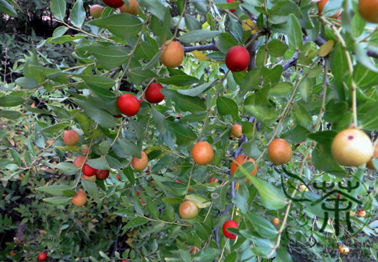Ziziphus Jujuba, Chinese Date Seed 200 PCS, Red Date Nan Suan Zao