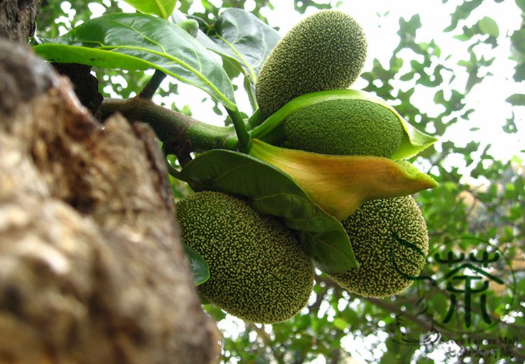 Artocarpus Heterophyllus, Jack Jak Jackfruit Seed 30 PCS, Fenne Bo Luo Mi
