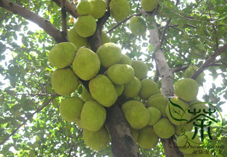 Artocarpus Heterophyllus, Jack Jak Jackfruit Seed 30 PCS, Fenne Bo Luo Mi