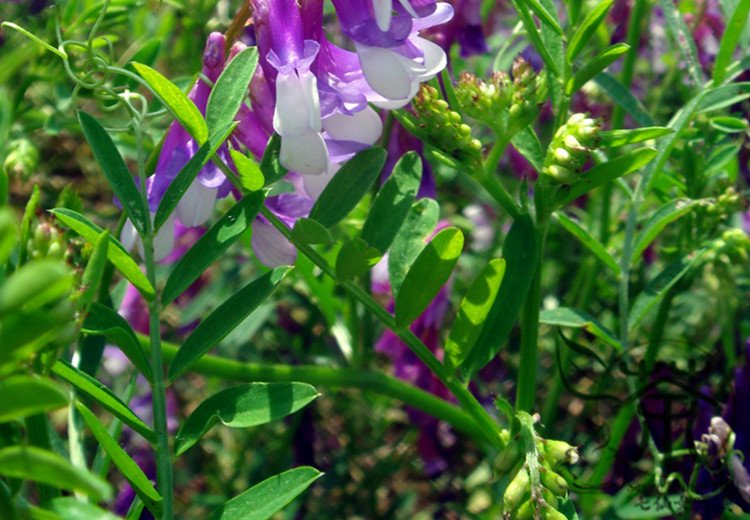 Vicia Villosa, Hairy Vetch Seed 3000 PCS, Winter Vetch Mao Tiao Zi