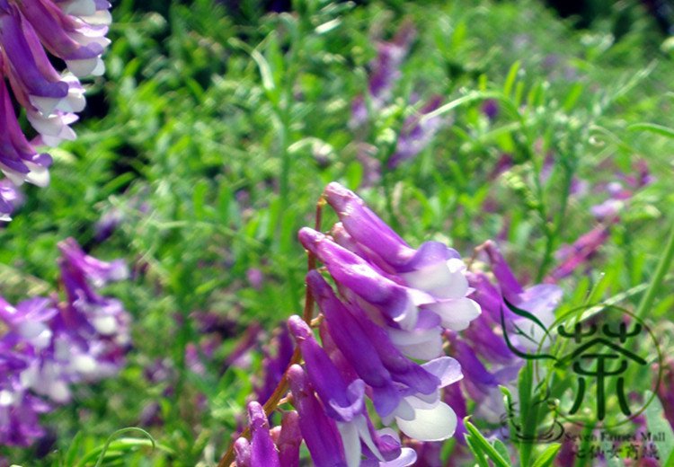 Vicia Villosa, Hairy Vetch Seed 3000 PCS, Winter Vetch Mao Tiao Zi