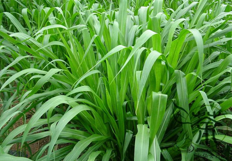 Pennisetum Sinese, King Grass Seed 3000 PCS, Huang Zhu Cao