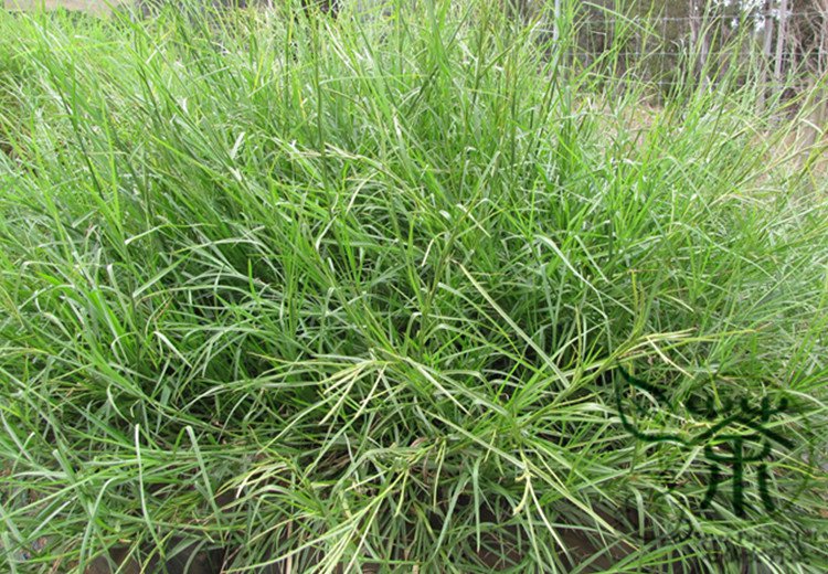 Hemarthria Altissima, Swamp Couch Limpo Grass Seed 3000 PCS, Da Niu ...