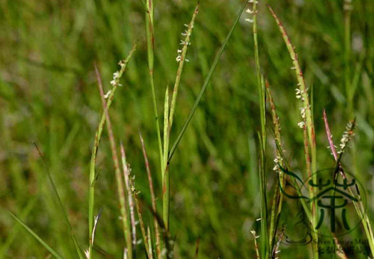 Hemarthria Altissima, Swamp Couch Limpo Grass Seed 3000 PCS, Da Niu ...