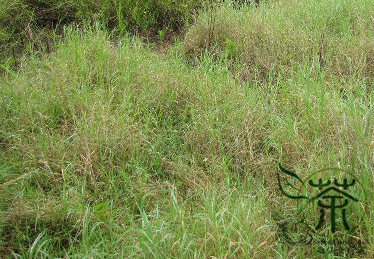 Hemarthria Altissima, Swamp Couch Limpo Grass Seed 3000 PCS, Da Niu ...