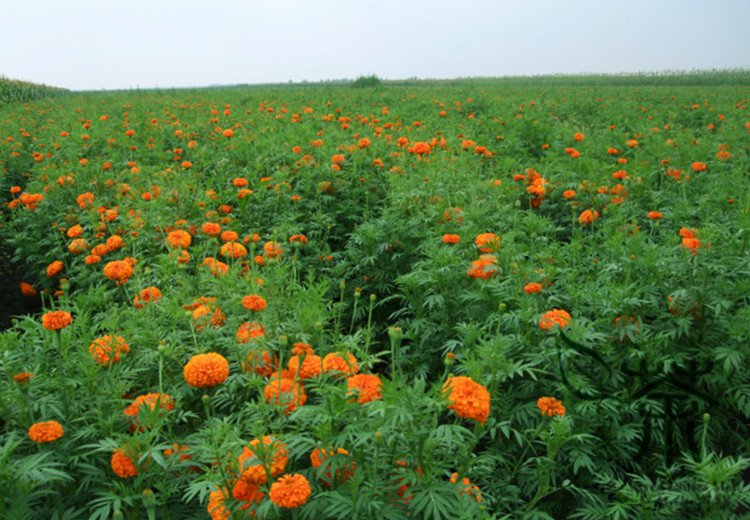 Tagetes Erecta, Mexican Marigold Seed 1000 PCS, Tagetes Patula Wanshou Ju