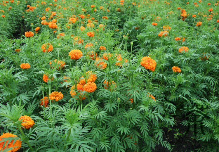 Tagetes Erecta, Mexican Marigold Seed 1000 PCS, Tagetes Patula Wanshou Ju