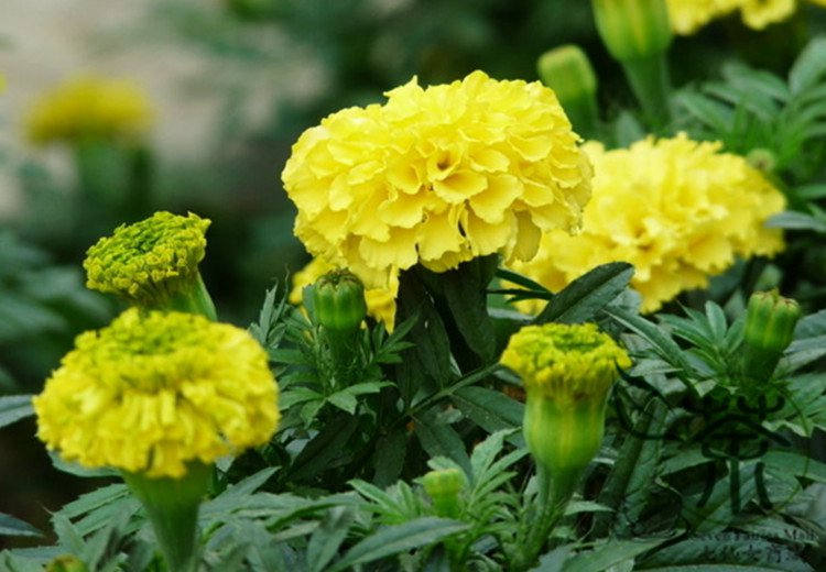 Tagetes Erecta, Mexican Marigold Seed 1000 PCS, Tagetes Patula Wanshou Ju