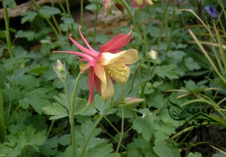 Aquilegia Viridiflora, Granny's Bonnet Seed 2000 PCS, Columbine Lou Dou Cai