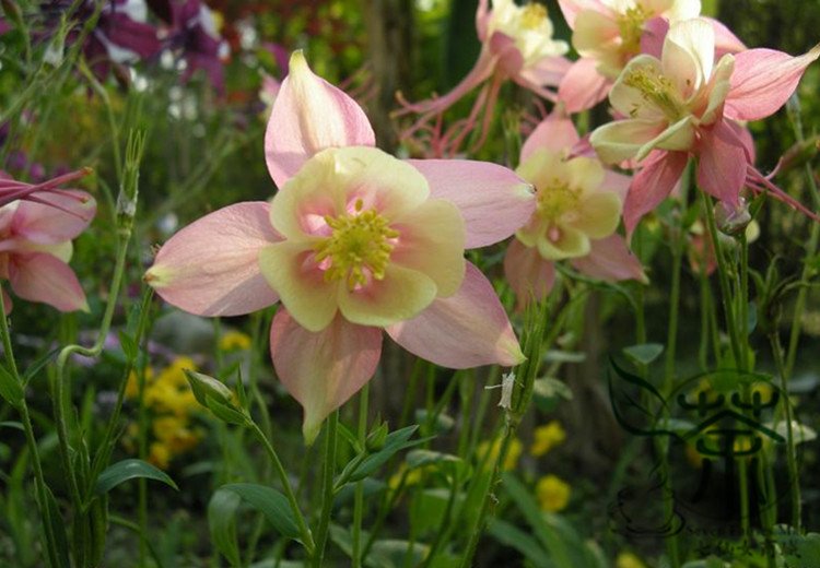 Aquilegia Viridiflora, Granny's Bonnet Seed 2000 PCS, Columbine Lou Dou Cai