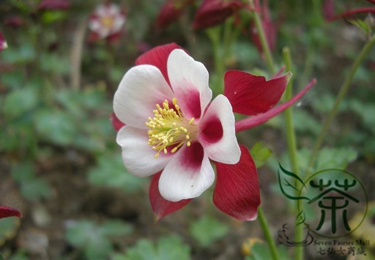 Aquilegia Viridiflora, Granny's Bonnet Seed 2000 PCS, Columbine Lou Dou Cai