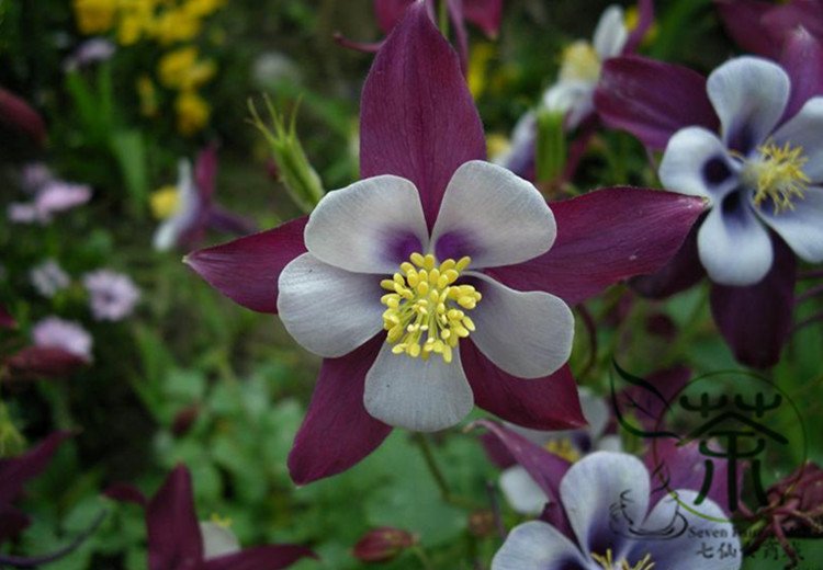 Aquilegia Viridiflora, Granny's Bonnet Seed 2000 PCS, Columbine Lou Dou Cai
