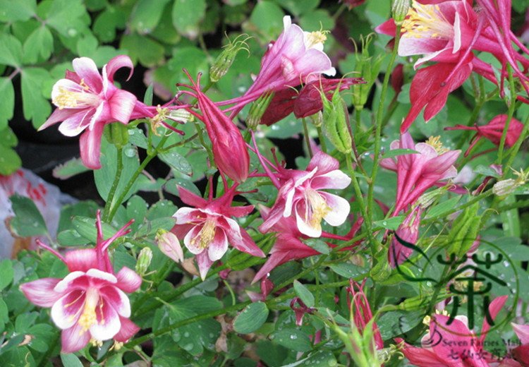 Aquilegia Viridiflora, Granny's Bonnet Seed 2000 PCS, Columbine Lou Dou Cai