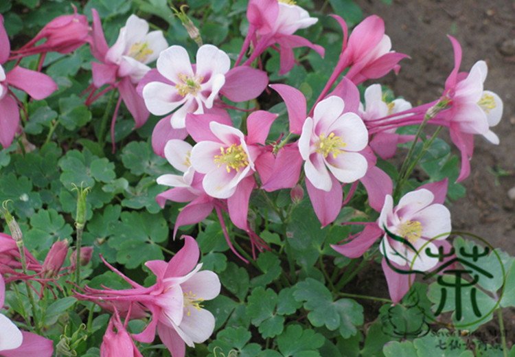 Aquilegia Viridiflora, Granny's Bonnet Seed 2000 PCS, Columbine Lou Dou Cai