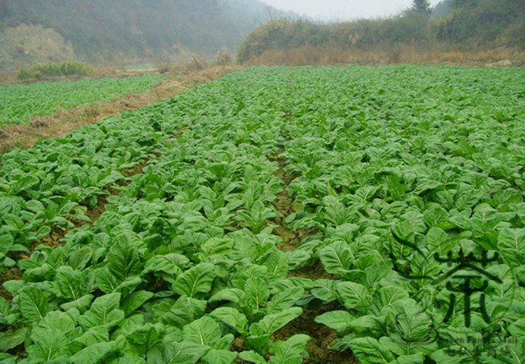 Brassica Juncea, Big-stem Mustard Seed 5000 PCS, Swollen-stem Mustard ...