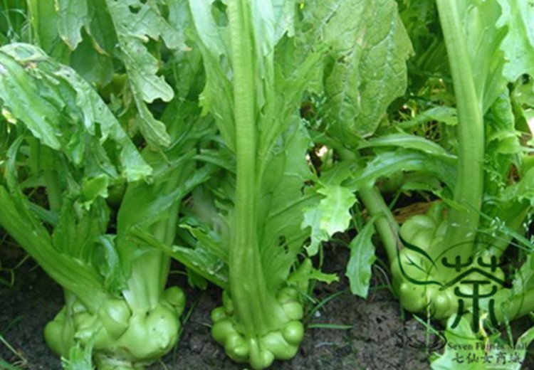 Brassica Juncea, Big-stem Mustard Seed 5000 PCS, Swollen-stem Mustard ...