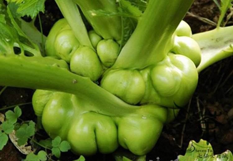 Brassica Juncea, Big-stem Mustard Seed 5000 PCS, Swollen-stem Mustard ...