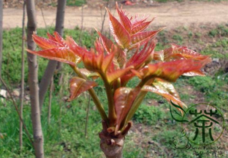 Toona Sinensis, Chinese Toon Seed 2000 PCS, Red Toon Xiangchun