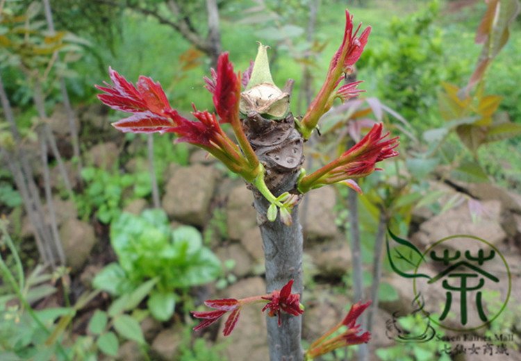 Toona Sinensis, Chinese Toon Seed 2000 PCS, Red Toon Xiangchun