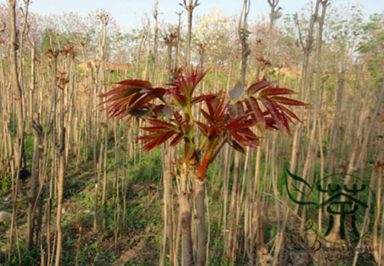 Toona Sinensis, Chinese Toon Seed 2000 PCS, Red Toon Xiangchun