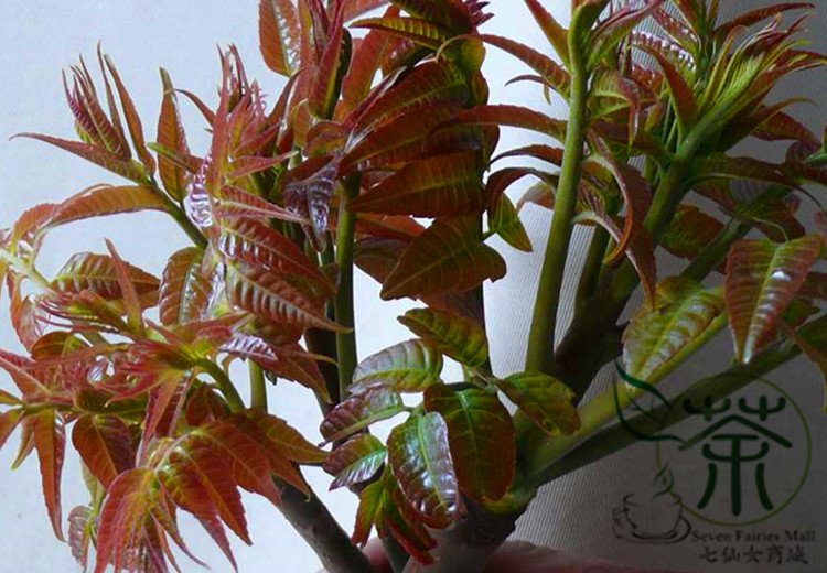 Toona Sinensis, Chinese Toon Seed 2000 PCS, Red Toon Xiangchun
