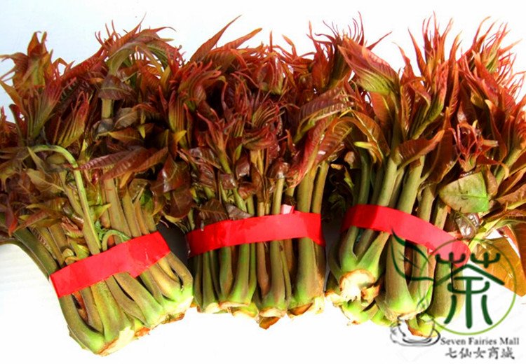Toona Sinensis, Chinese Toon Seed 2000 PCS, Red Toon Xiangchun