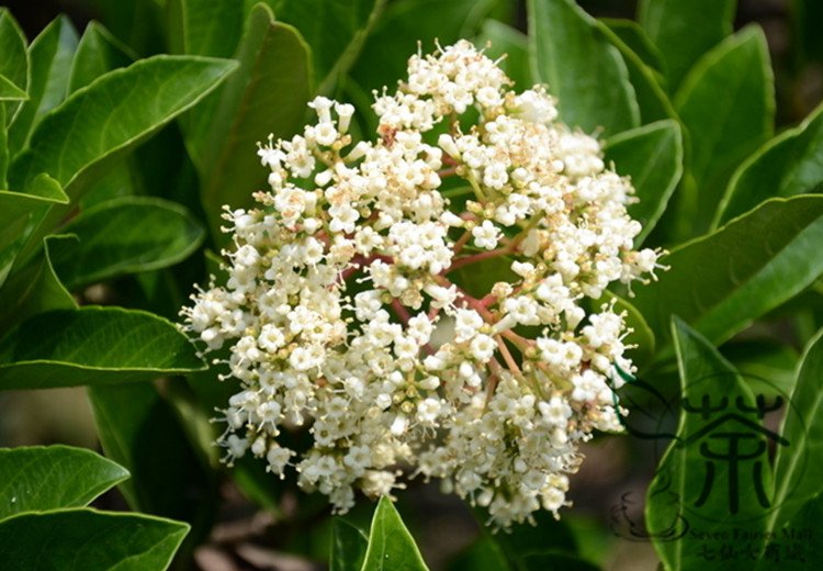 Viburnum Odoratissimum, Sweet Viburnum Seed 1000 PCS, Shanhu Shu