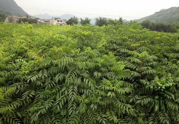 Toxicodendron Vernicifluum, Chinese Lacquer Tree Seed 1000 PCS, Ye Qi Shu