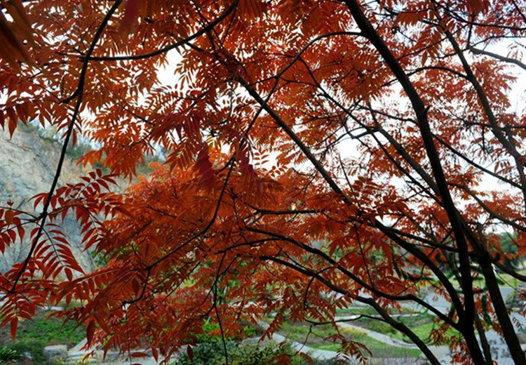 Toxicodendron Vernicifluum, Chinese Lacquer Tree Seed 1000 PCS, Ye Qi Shu