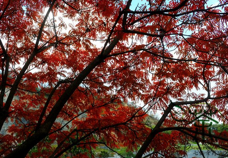 Toxicodendron Vernicifluum, Chinese Lacquer Tree Seed 1000 PCS, Ye Qi Shu