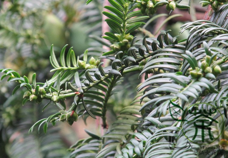 Torreya Grandis, Chinese Nutmeg Yew Seed 100 PCS, Xiang Fei